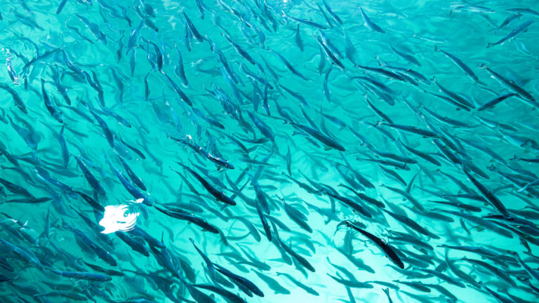 Integrated Annual Report 2021 - salmonevolution.no