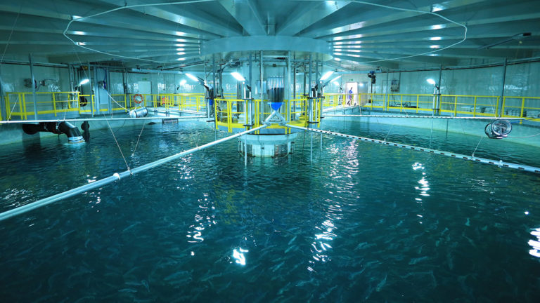 Home - salmonevolution.no