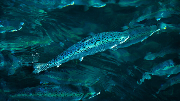 Home - salmonevolution.no