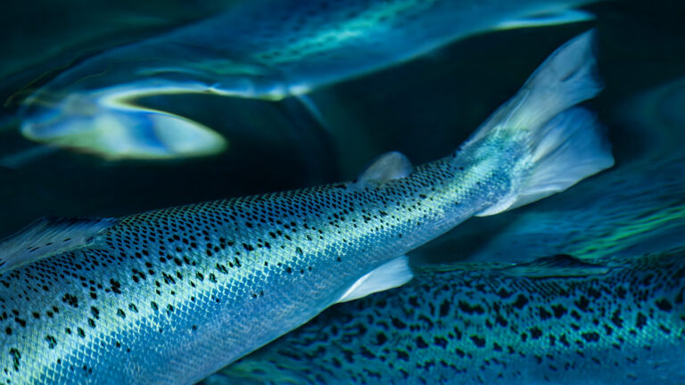 Home - salmonevolution.no