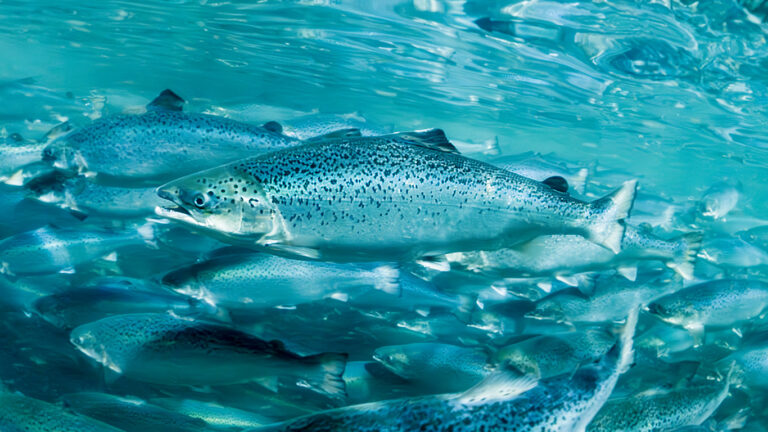 Update on partnership model in Korea - salmonevolution.no